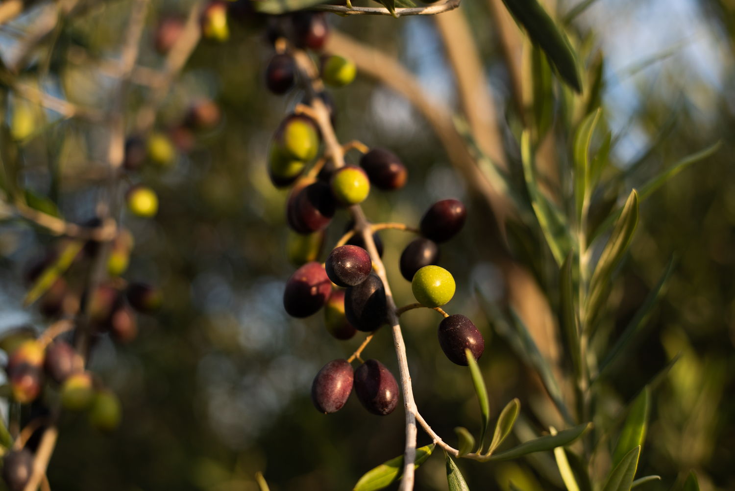 mount zero’s kosher certified olives and olive oils – Mount Zero Olives